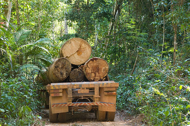Clearing up the confusion of tropical logging (part 1)