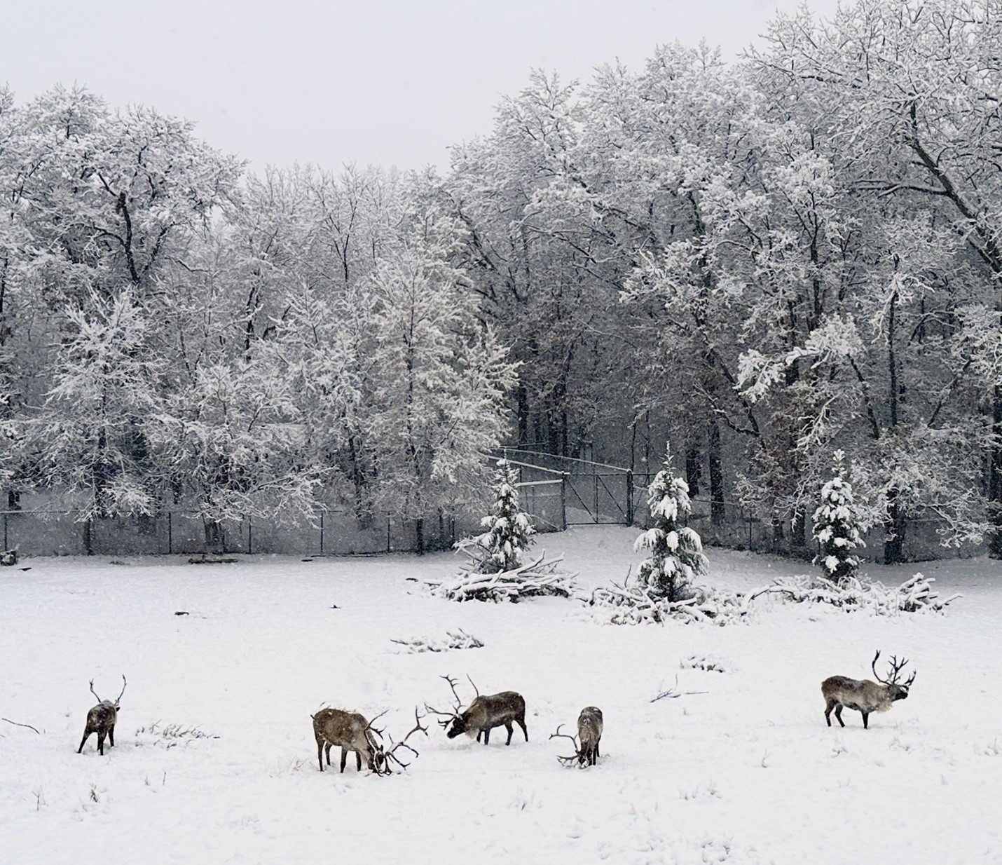 ExoDek QuickClips in the Treetop Trail: A Pathway to Nature